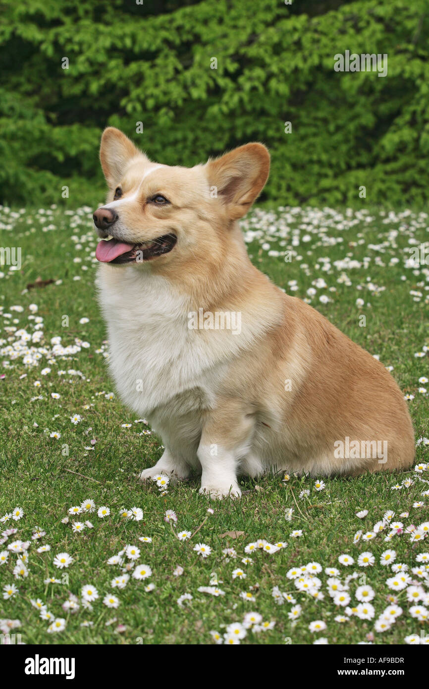 Pembroke Welsh Corgi . Adult dog sitting on a meadow Stock Photo - Alamy