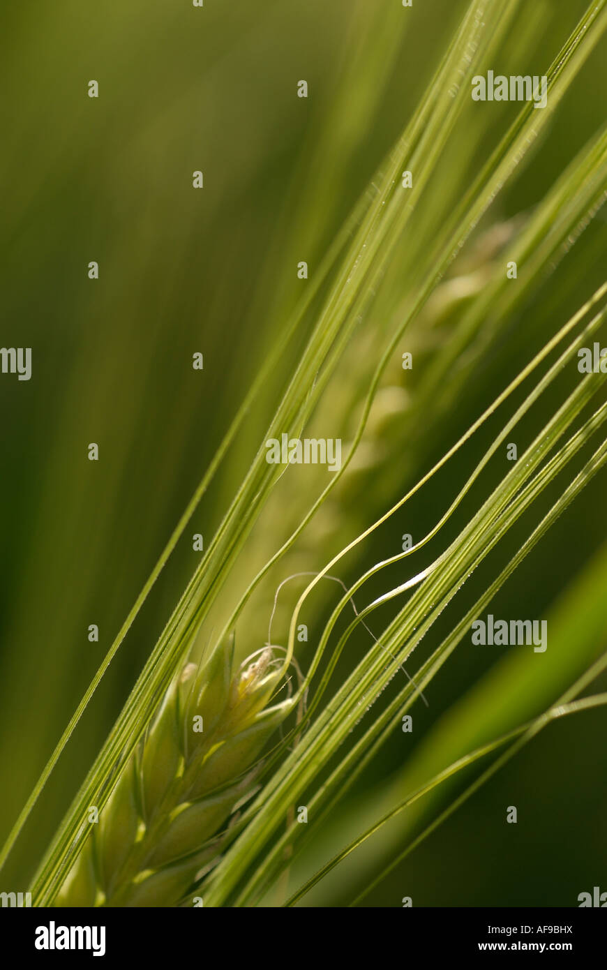 Barley ear (detail Stock Photo - Alamy
