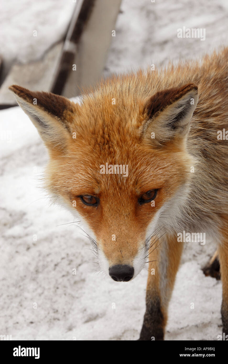 Alpine Fox Head Stock Photo - Alamy