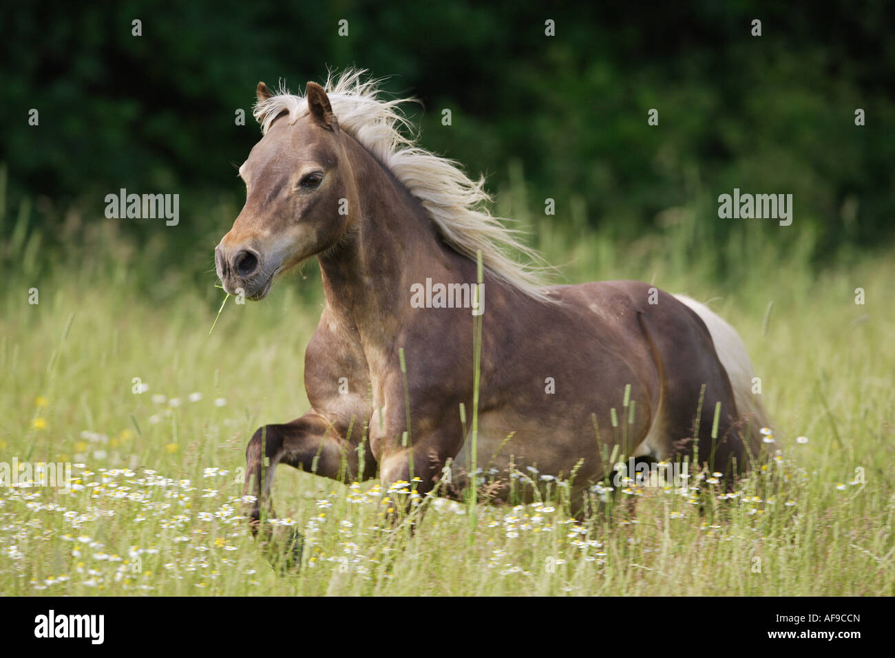 American shetland pony hi-res stock photography and images - Alamy