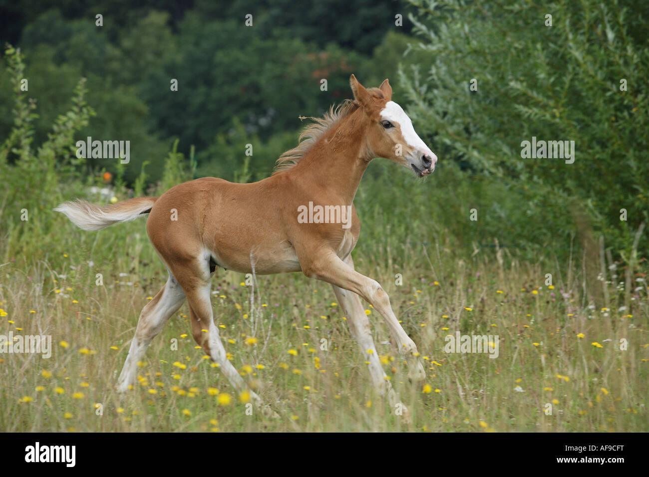 Arab-Barb - foal on meadow Stock Photo - Alamy