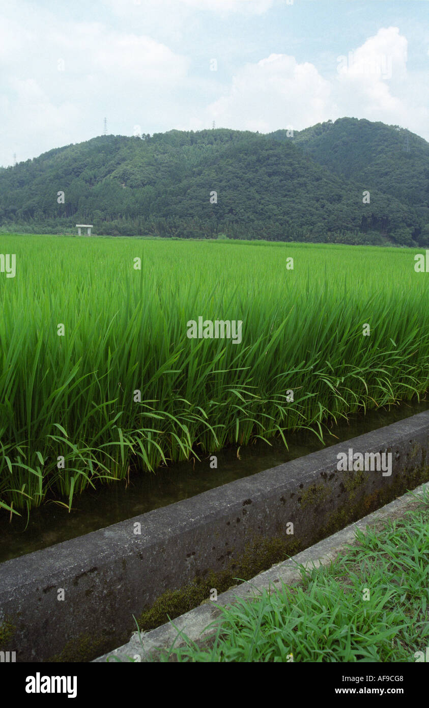 Green rice field irrigation channel hi-res stock photography and images ...