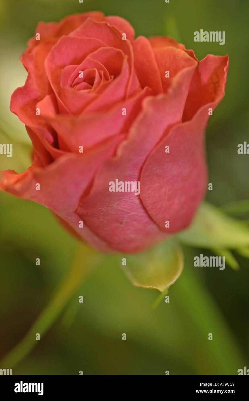 A Stock Photograph of a Red Rose Stock Photo - Alamy