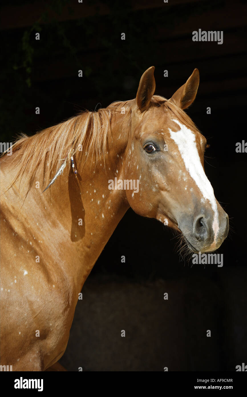 Appaloosa - portrait Stock Photo - Alamy