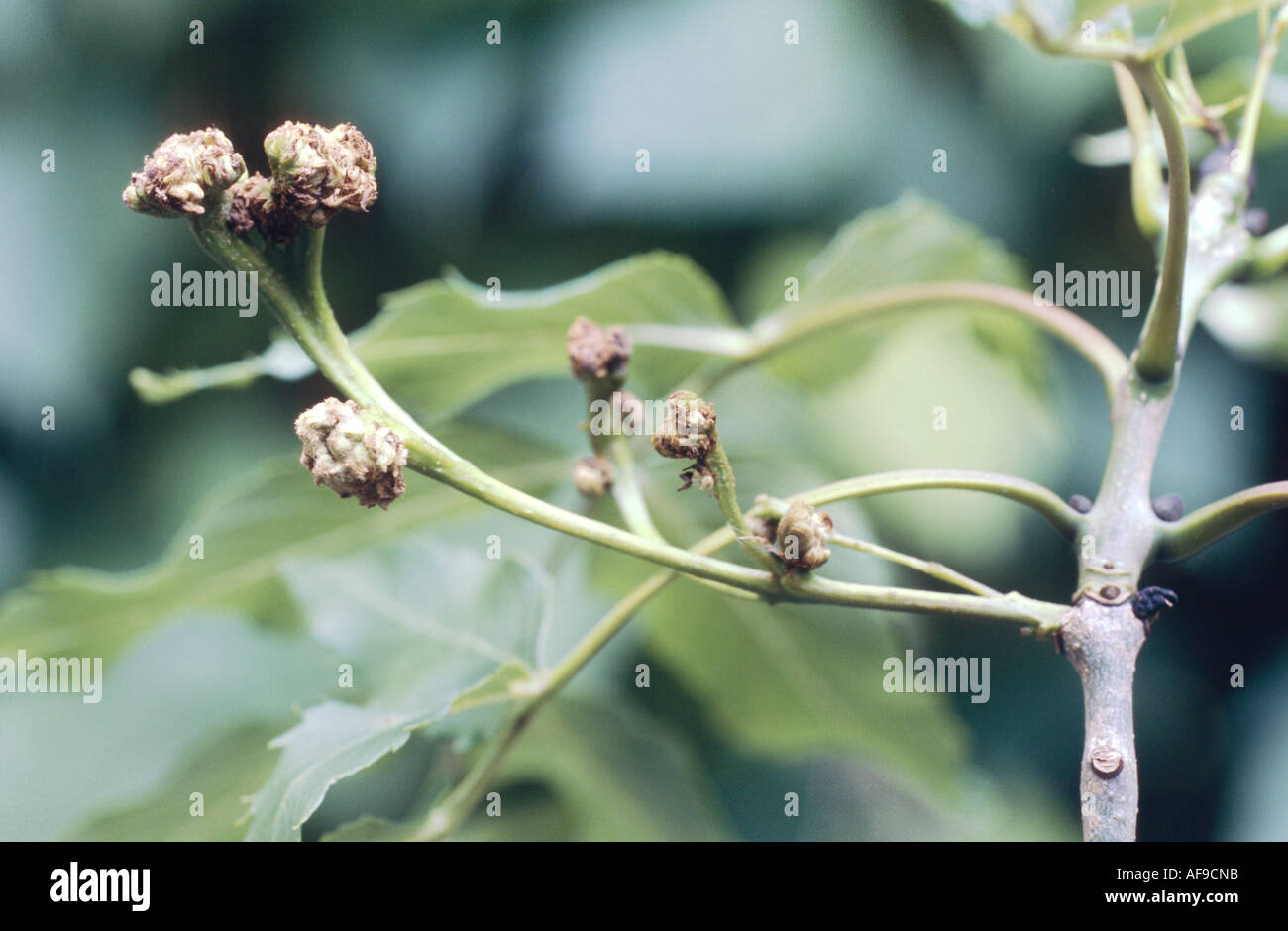 common ash, European ash (Fraxinus excelsior), damage by gall mite ...
