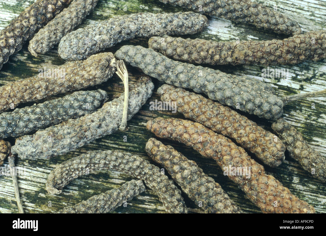 Long pepper piper longum hi-res stock photography and images - Alamy
