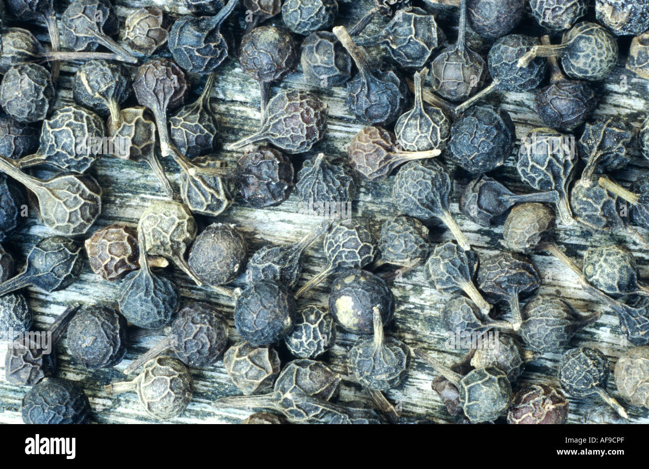 Tailed pepper piper cubeba r hi-res stock photography and images - Alamy