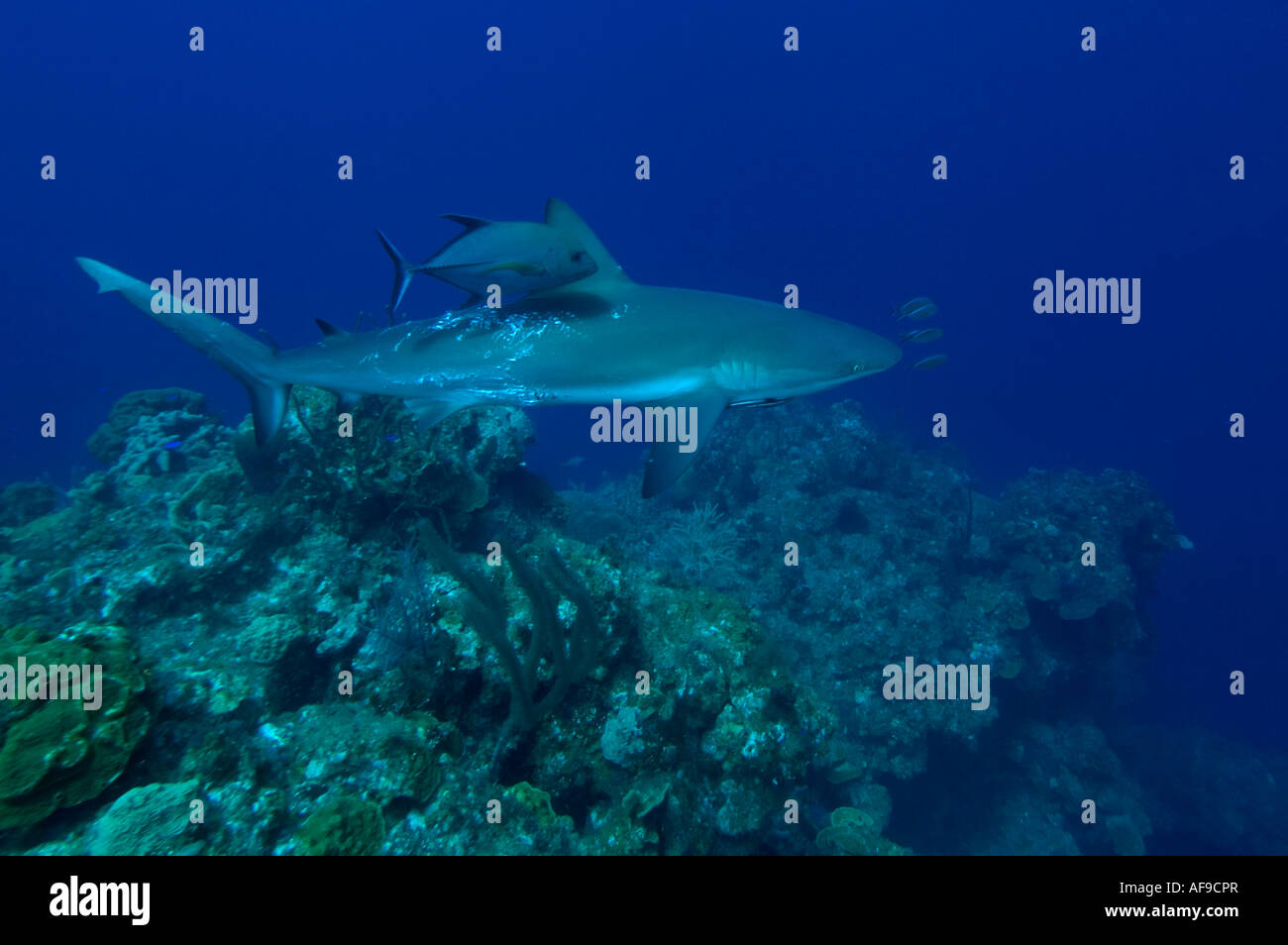 Shark bites hi-res stock photography and images - Alamy