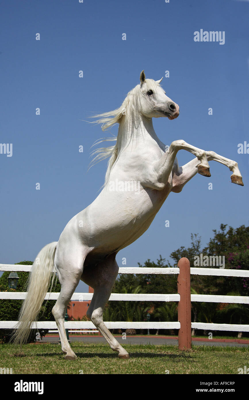 Arabian horse. Gray adult rearing in a paddock Stock Photo - Alamy