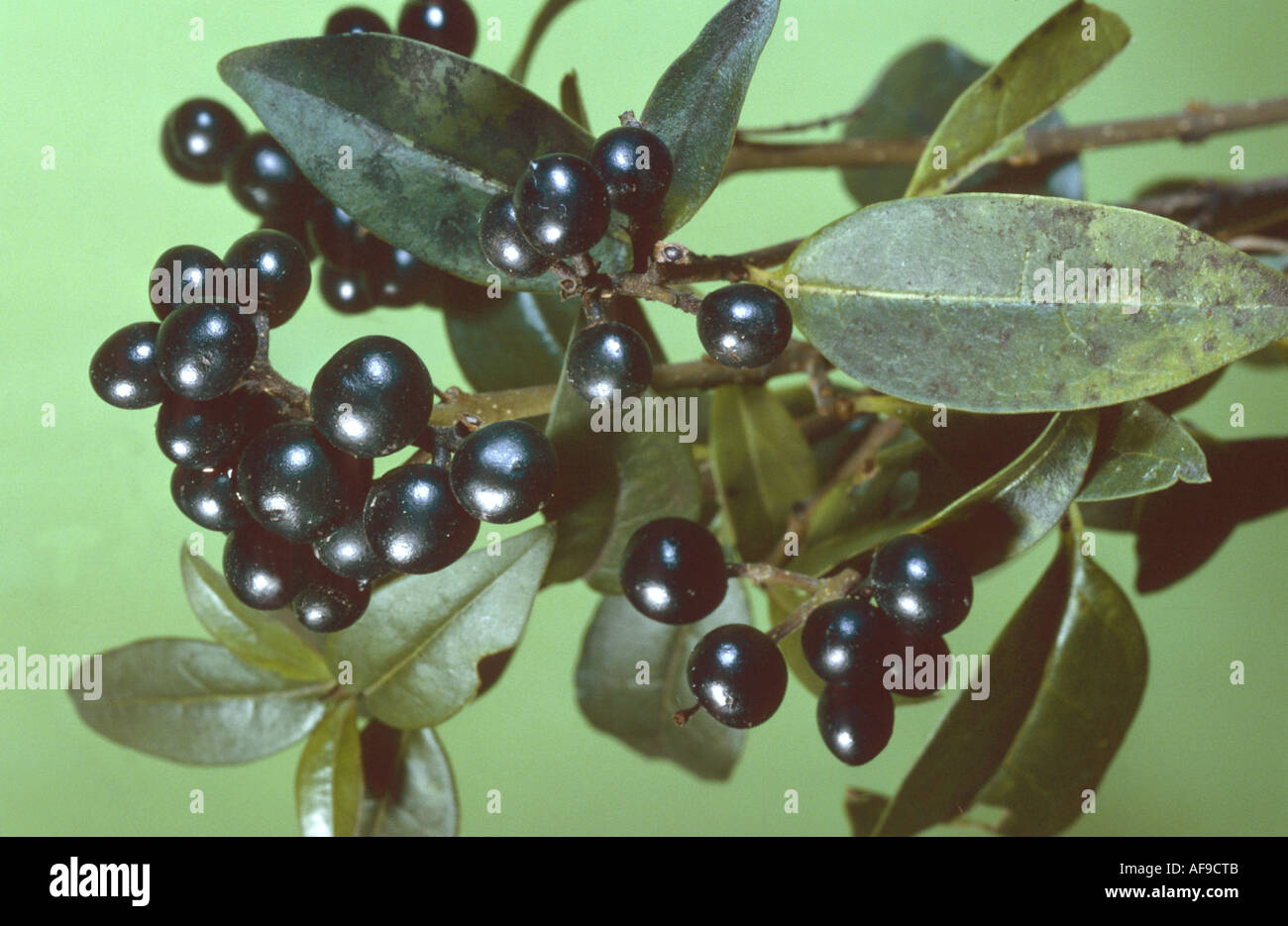 common privet, golden privet, wild privet, prim, European privet ...