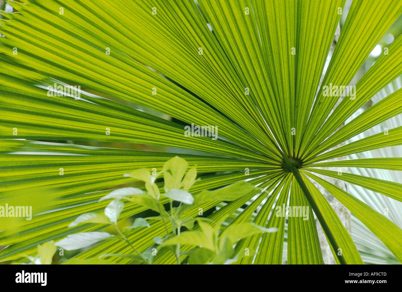 Red latan palm, Australian Fan Palm (Licuala ramsayi), leaf, cutout ...
