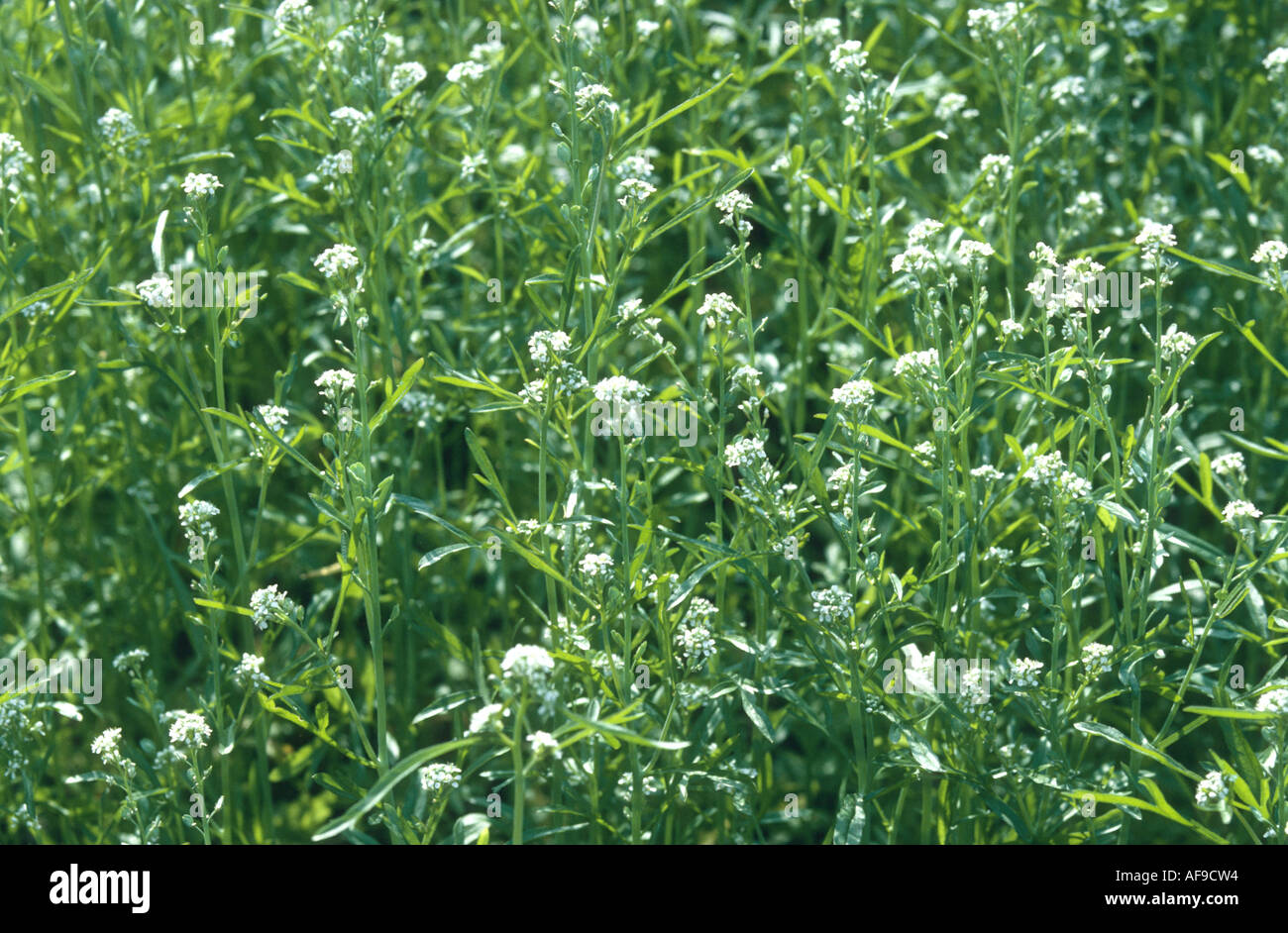Lepidium flower hi-res stock photography and images - Alamy