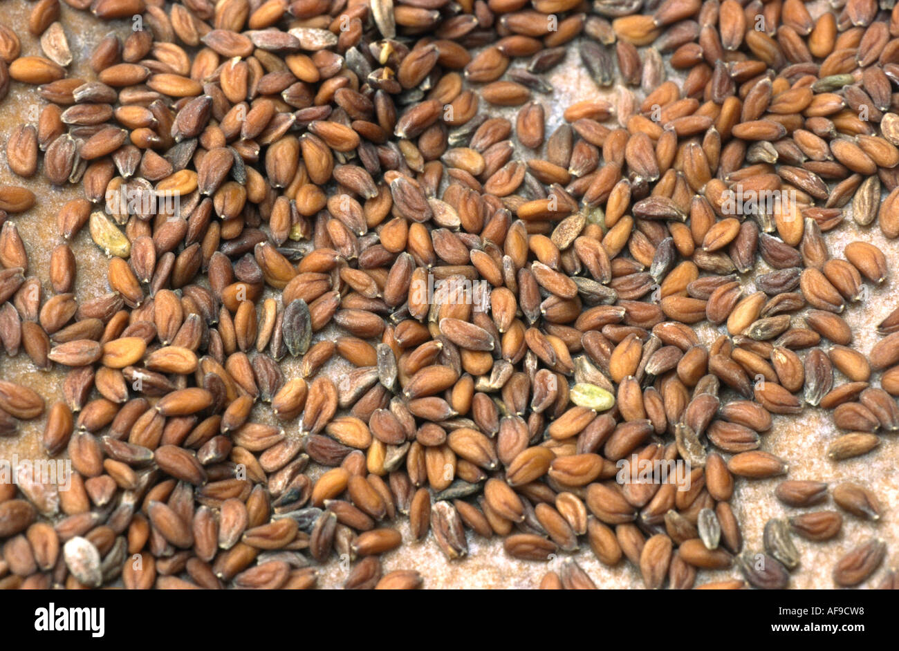 garden cress (Lepidium sativum), seeds Stock Photo - Alamy