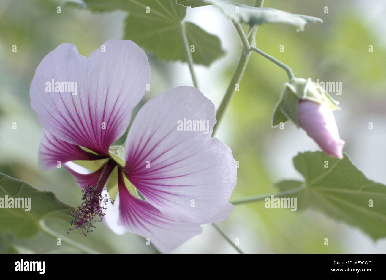Lavatera maritima hi-res stock photography and images - Alamy