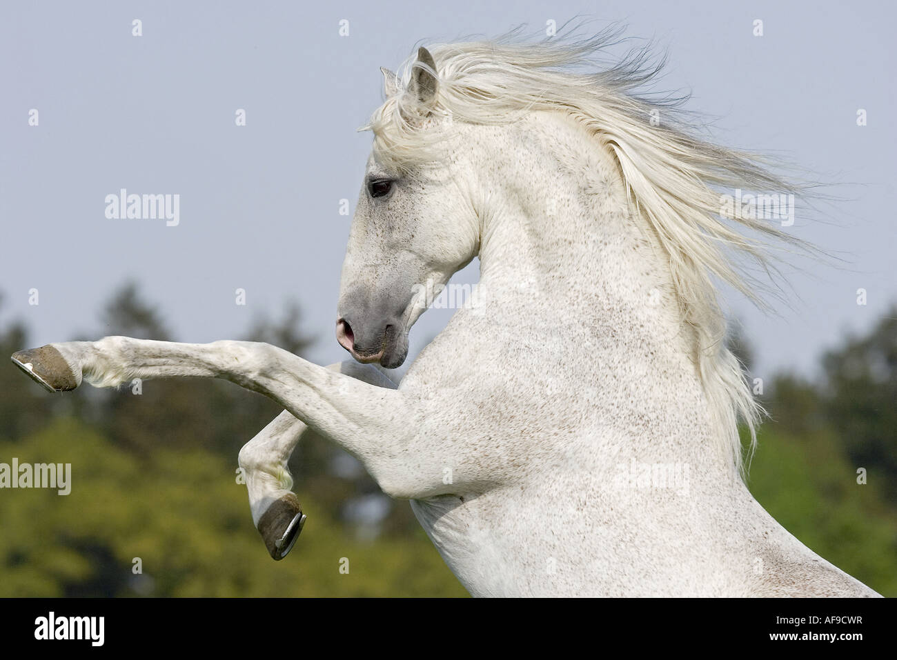 Alter High Resolution Stock Photography and Images - Alamy