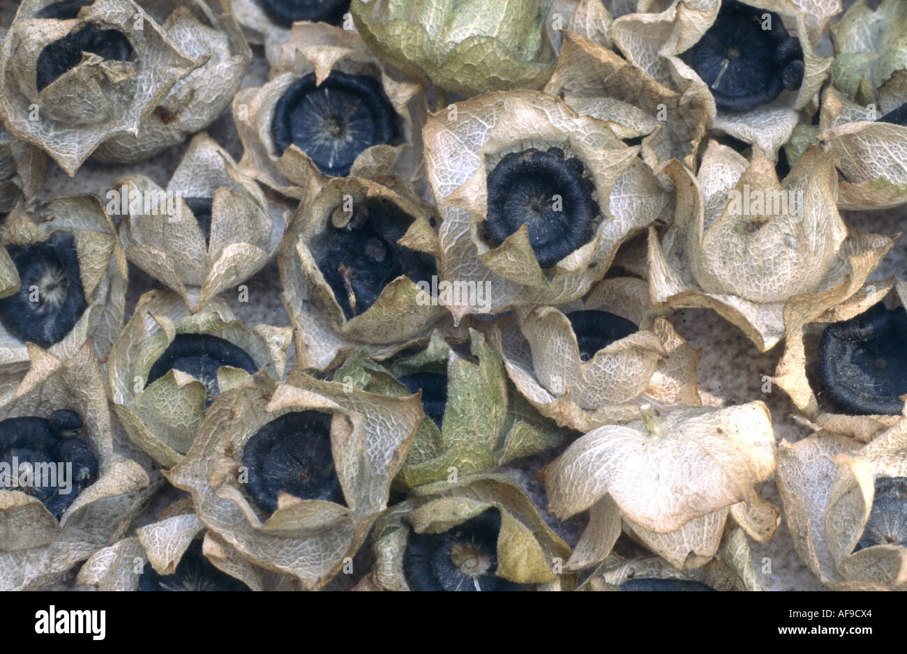 royal mallow (Lavatera trimestris), mature fruits Stock Photo - Alamy