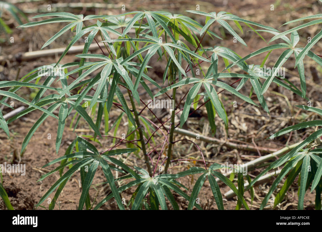 Cassava, Manioc, Tapioc, Tapioca (Manihot esculenta), leaves Stock ...