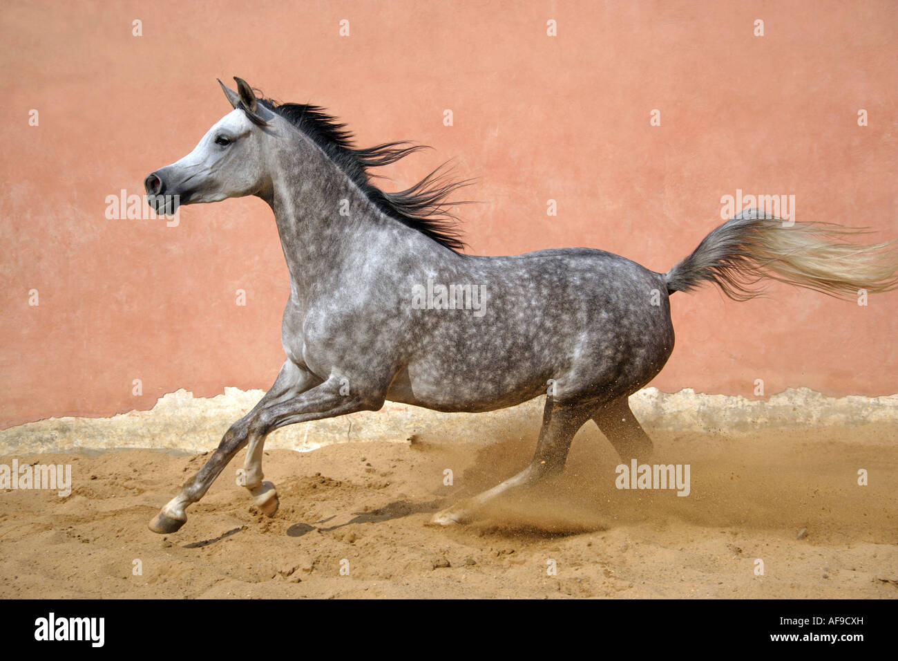 Thoroughbred Arabian Horse Galloping In Stock Photos & Thoroughbred ...