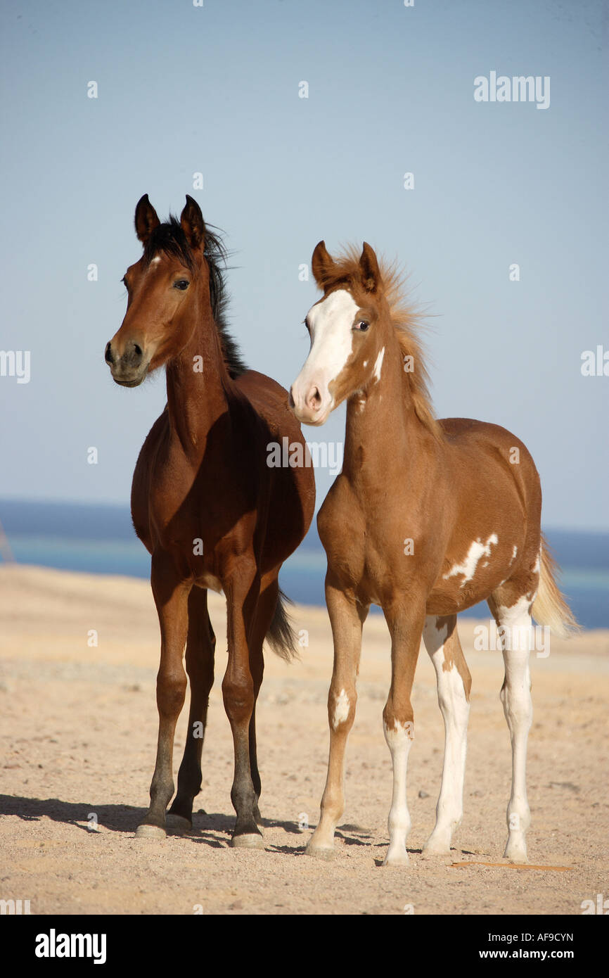 two foals - standing in sand Stock Photo - Alamy
