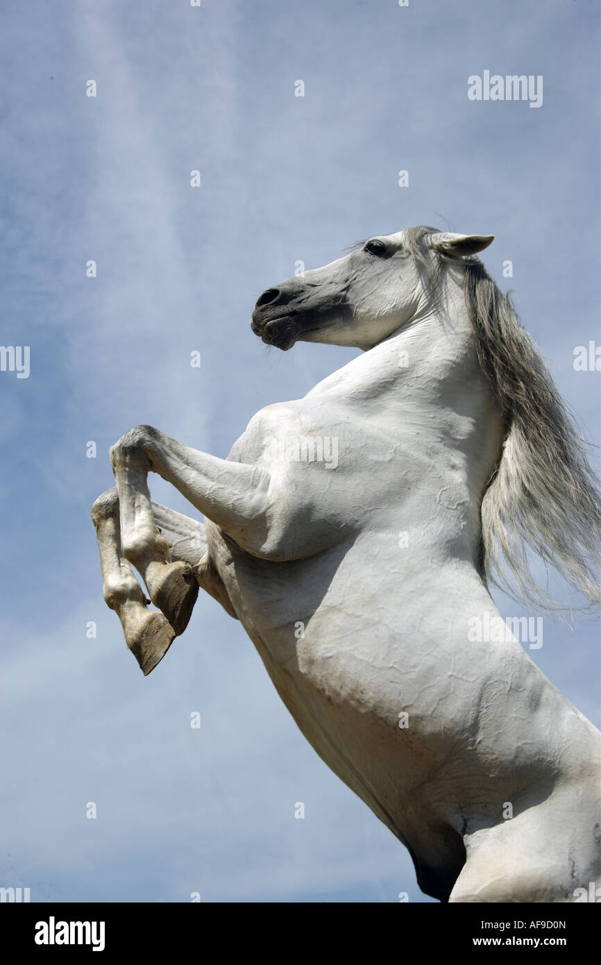 Andalusian horse - rearing Stock Photo - Alamy
