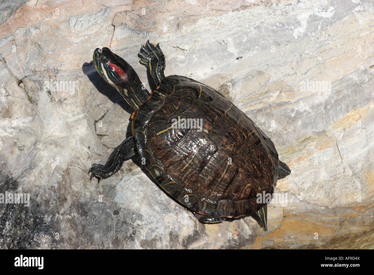 European Pond Tortoise Stock Photo - Alamy