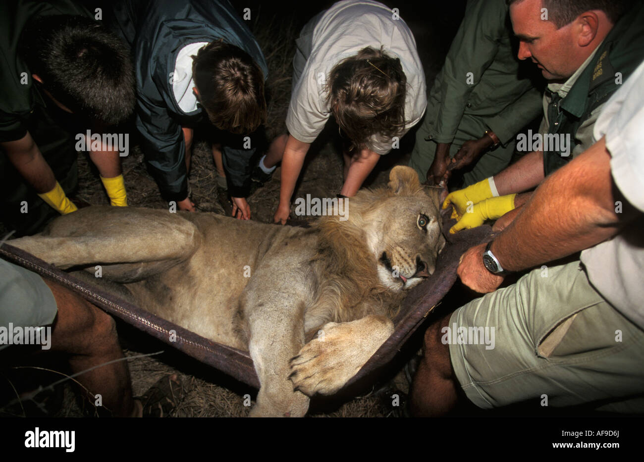 Holding lion hi-res stock photography and images - Alamy