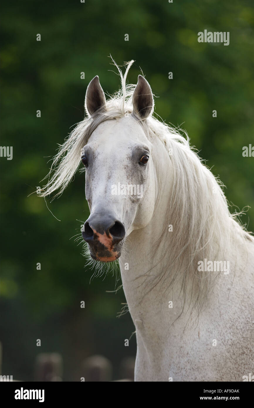Arabian horse - portrait Stock Photo - Alamy