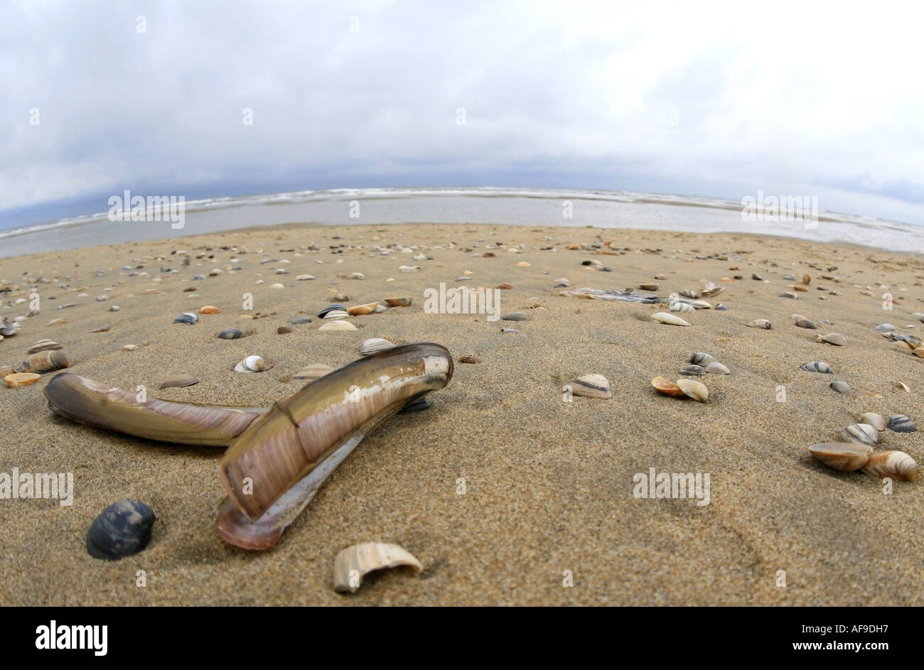 Atlantic jackknife clam (Ensis directus), shells at the beach ...