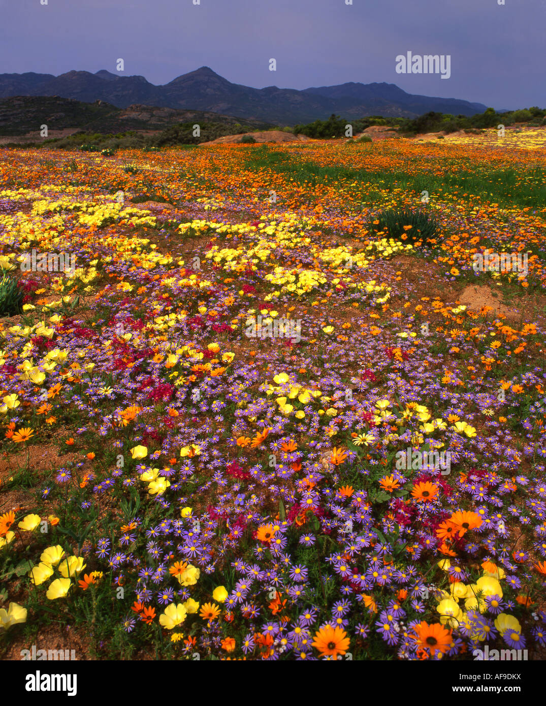 Spring flowers at Two Rivers Road in Namaqualand Kamieskroon, Northern ...