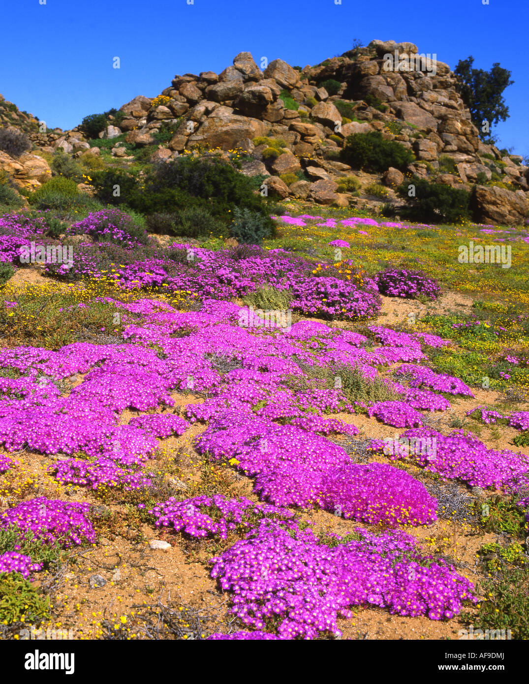 Spring Flowers near Kamieskroon, Northern Cape Province; South Africa ...