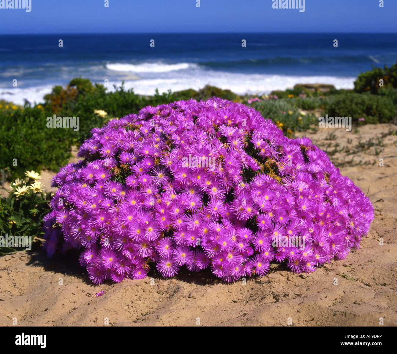 Garies hi-res stock photography and images - Alamy