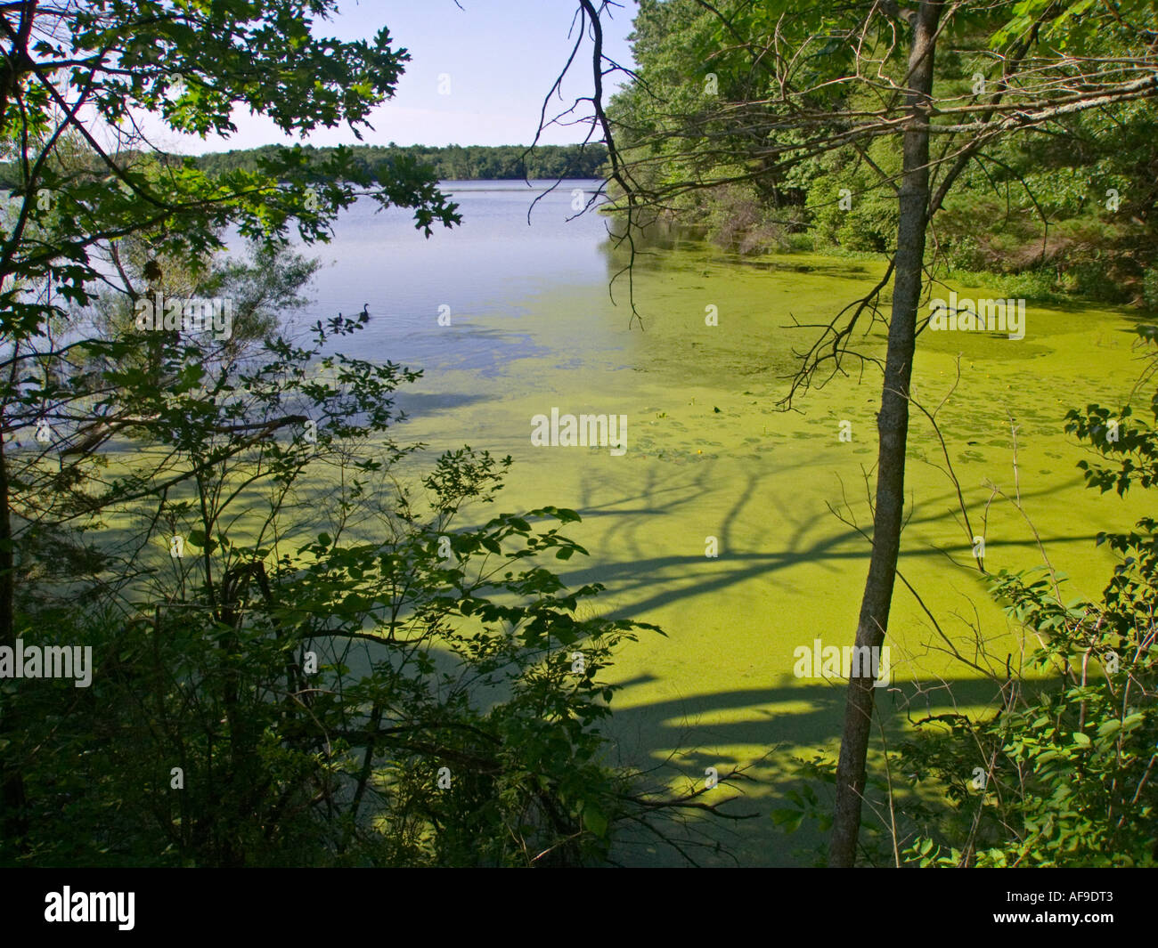 Algae blooms hi-res stock photography and images - Alamy