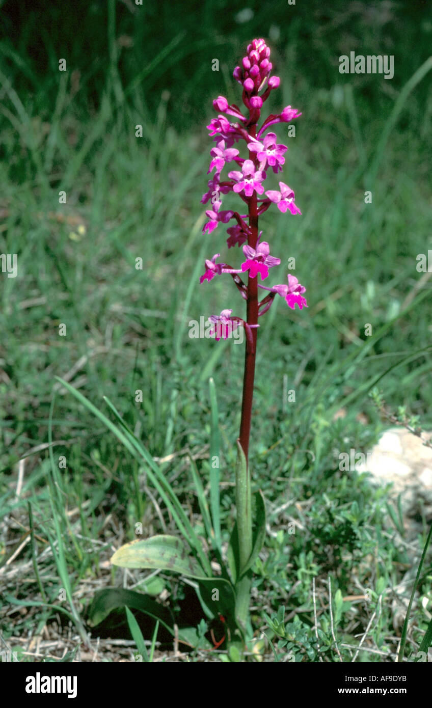 Orchis quadripunctata hi-res stock photography and images - Alamy