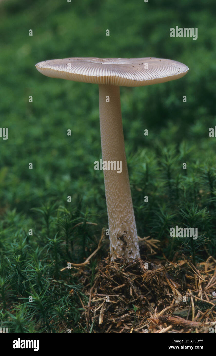 Grisette amanita hi-res stock photography and images - Alamy