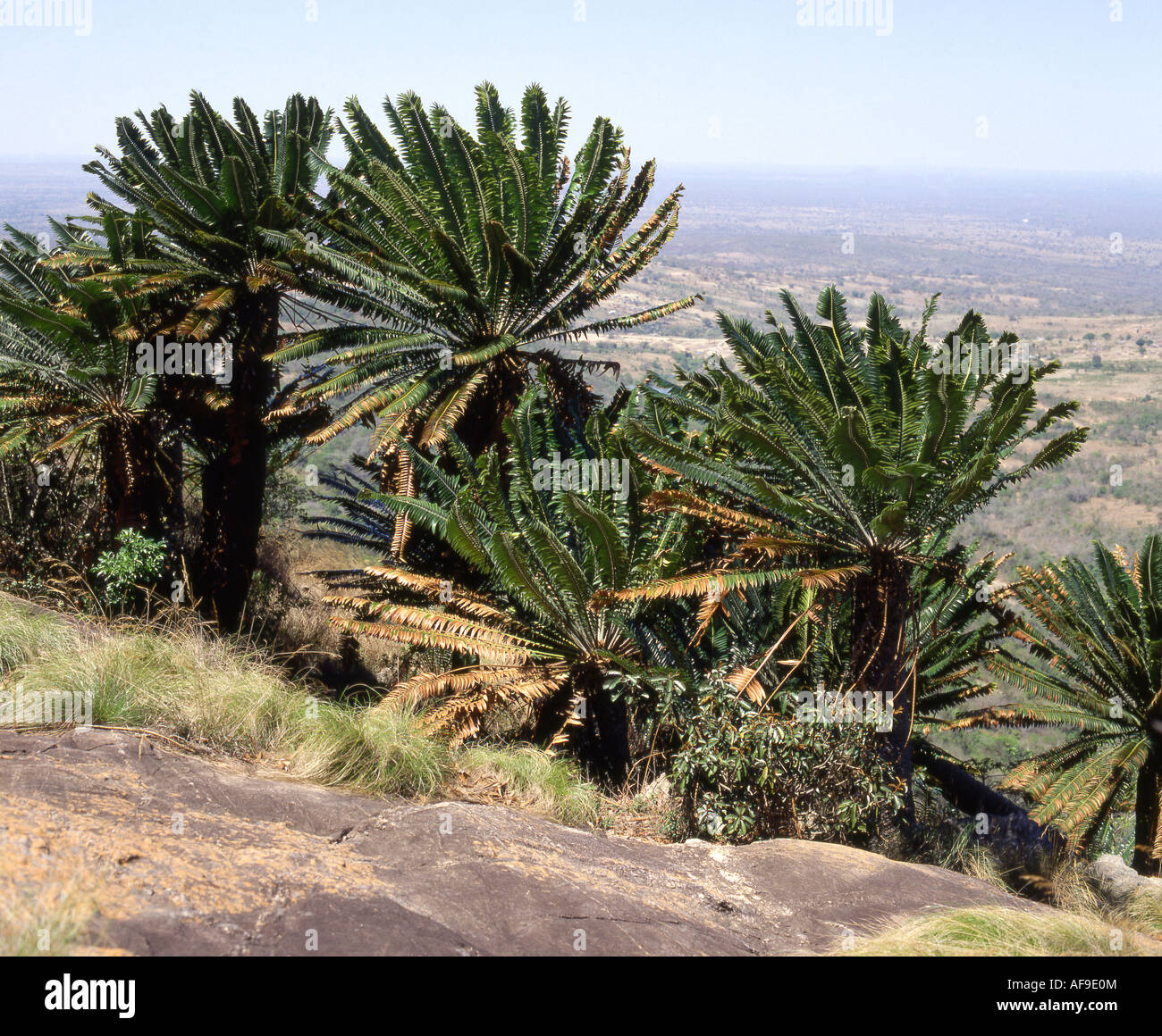 Modjadji hi-res stock photography and images - Alamy