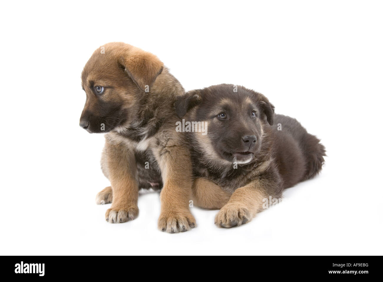 Two cute puppies brothers isolated on white background Stock Photo - Alamy