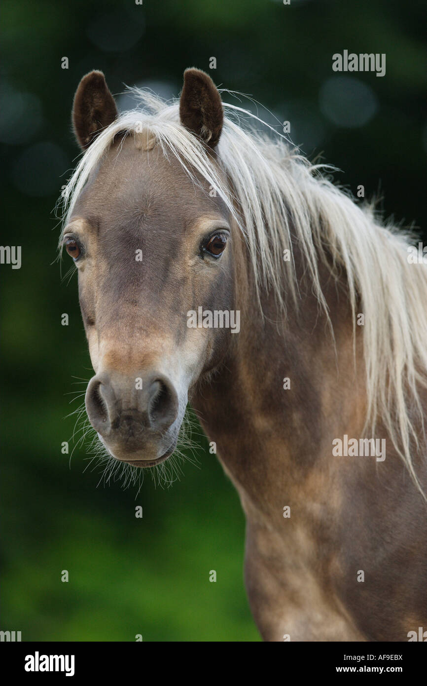 American Shetland pony - portrait Stock Photo - Alamy