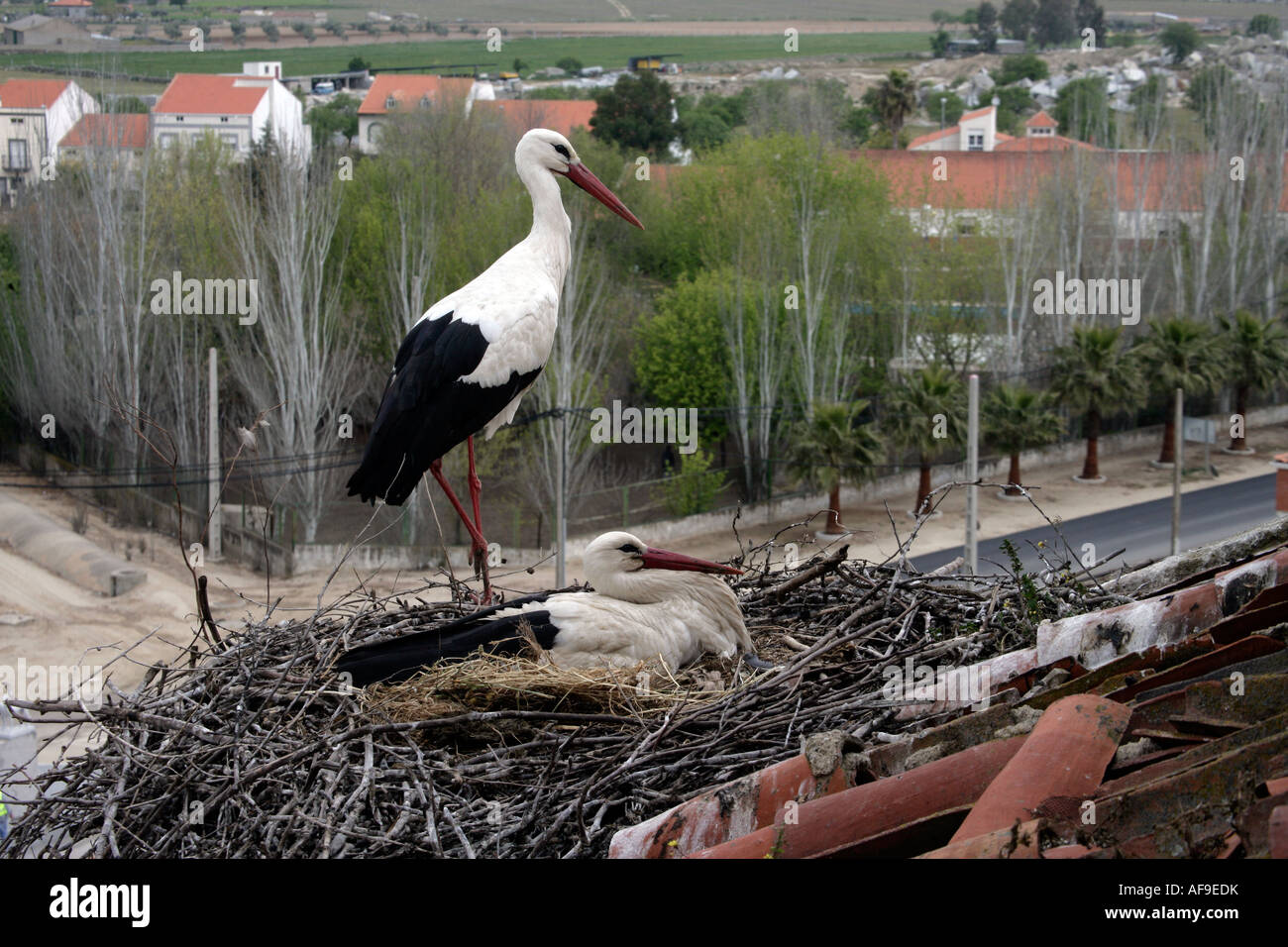 White stork Ciconia ciconia Spain Stock Photo - Alamy