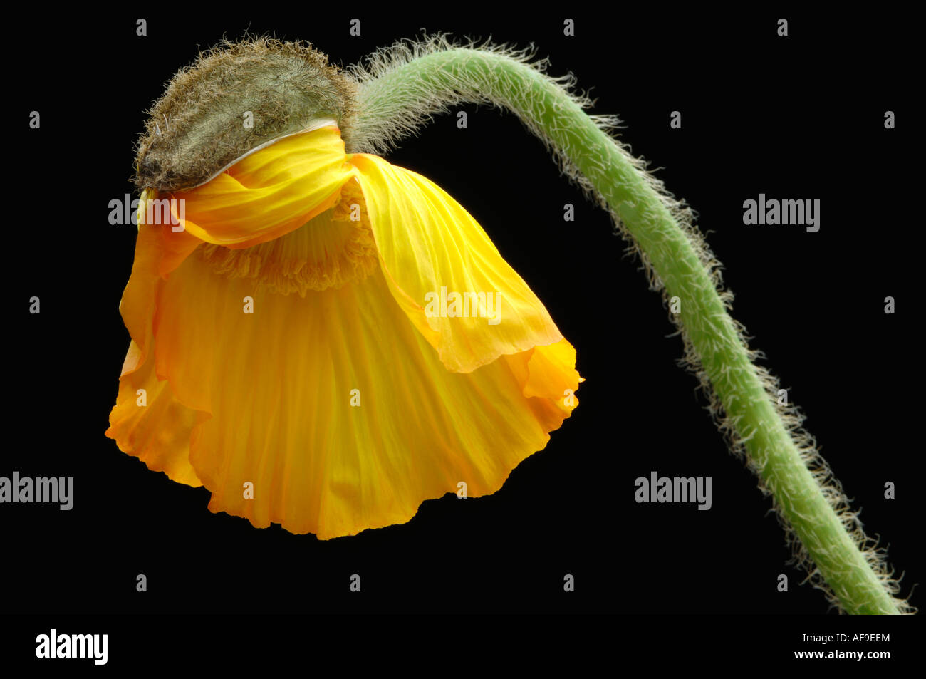 Corn poppy bud, close-up Stock Photo - Alamy