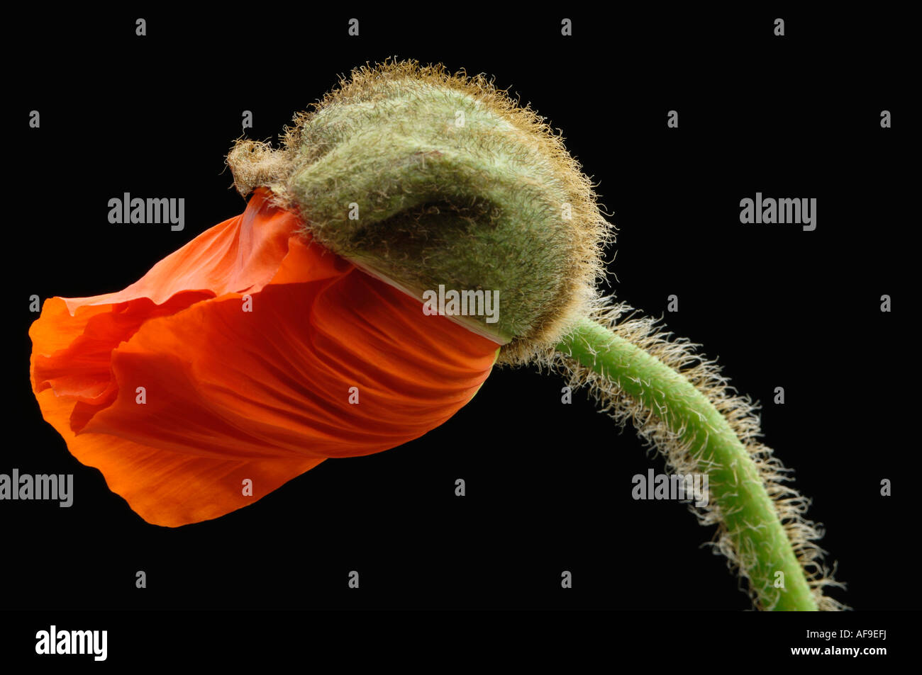 Corn poppy bud, close-up Stock Photo - Alamy