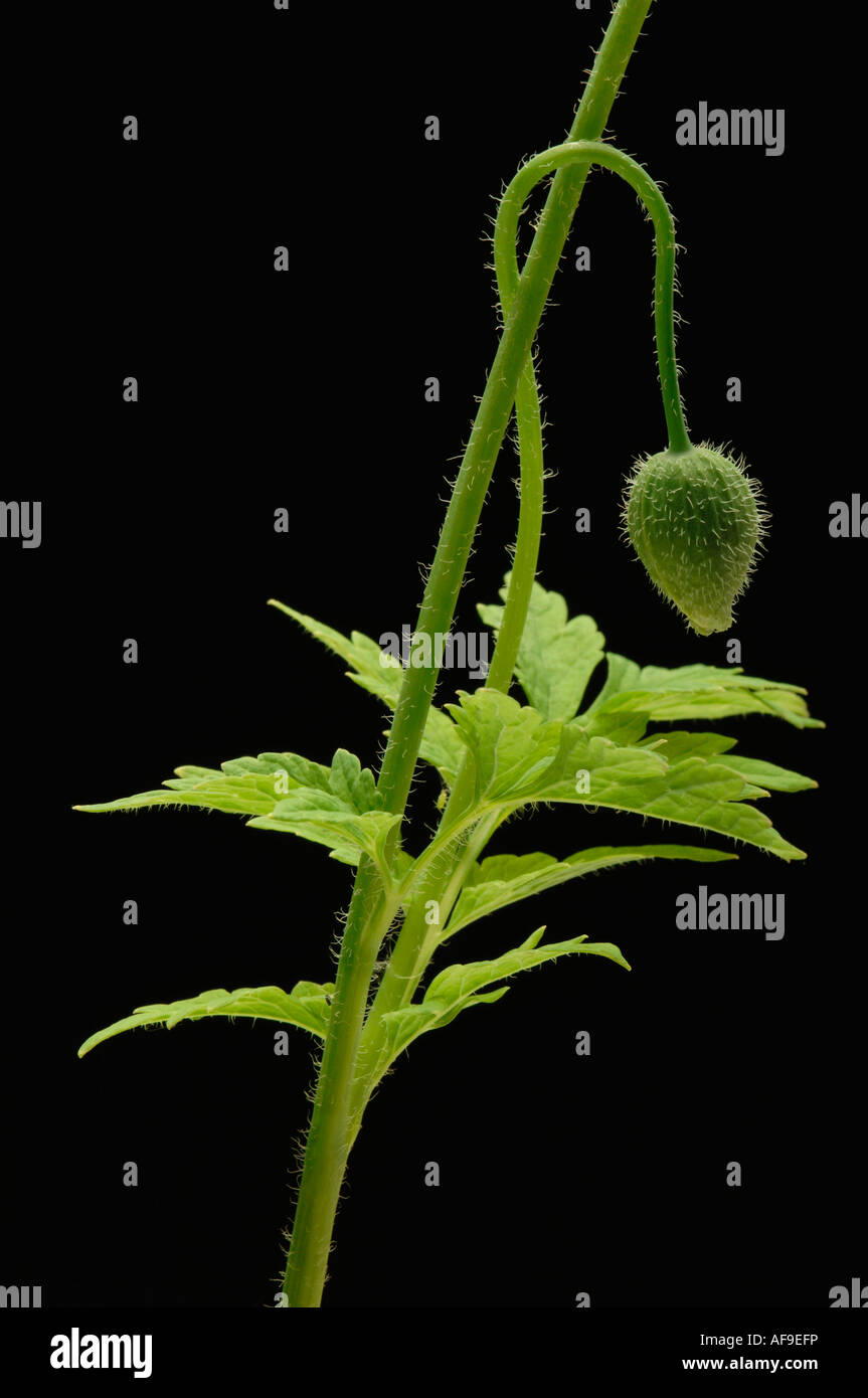 Corn poppy bud, close-up Stock Photo - Alamy