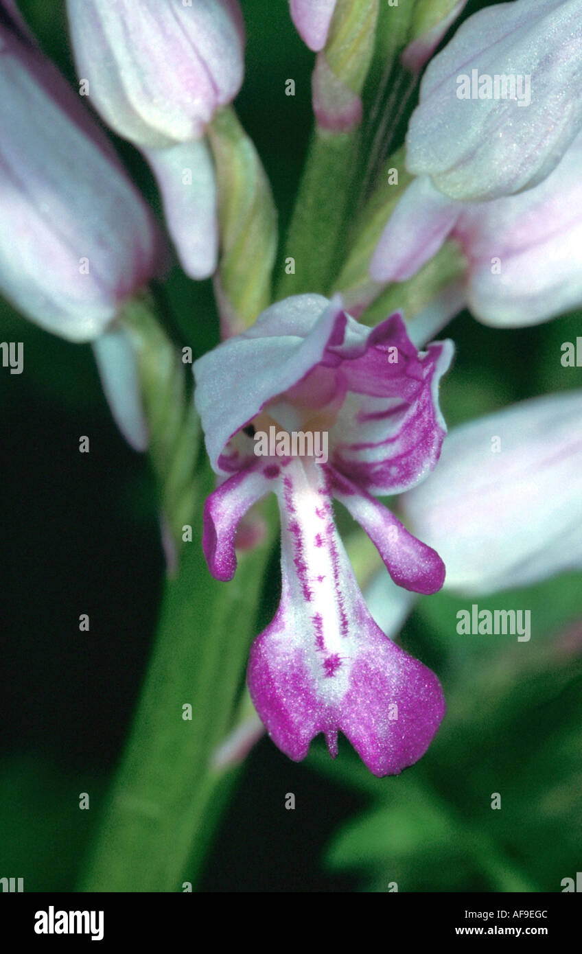 Stevenii High Resolution Stock Photography and Images - Alamy