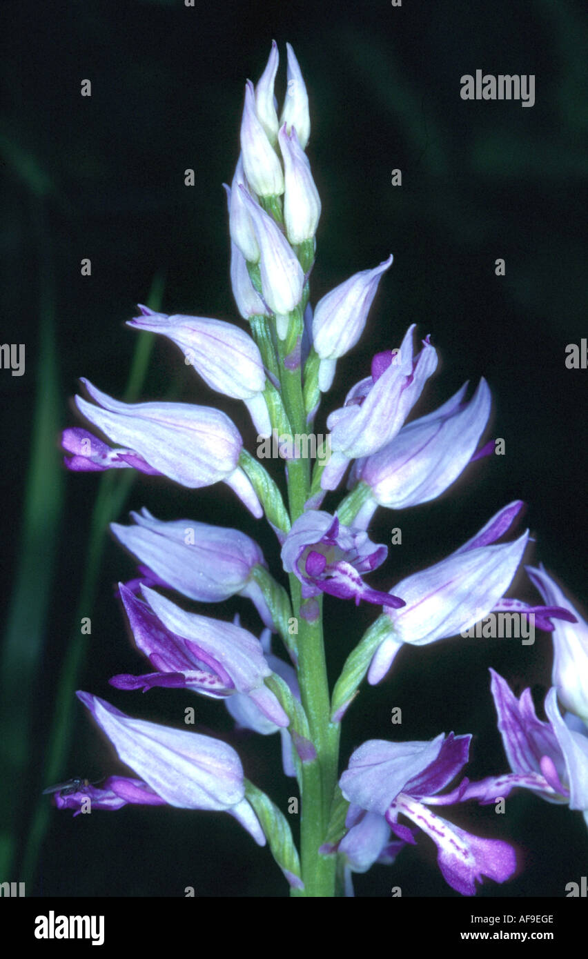 Stevenii High Resolution Stock Photography and Images - Alamy