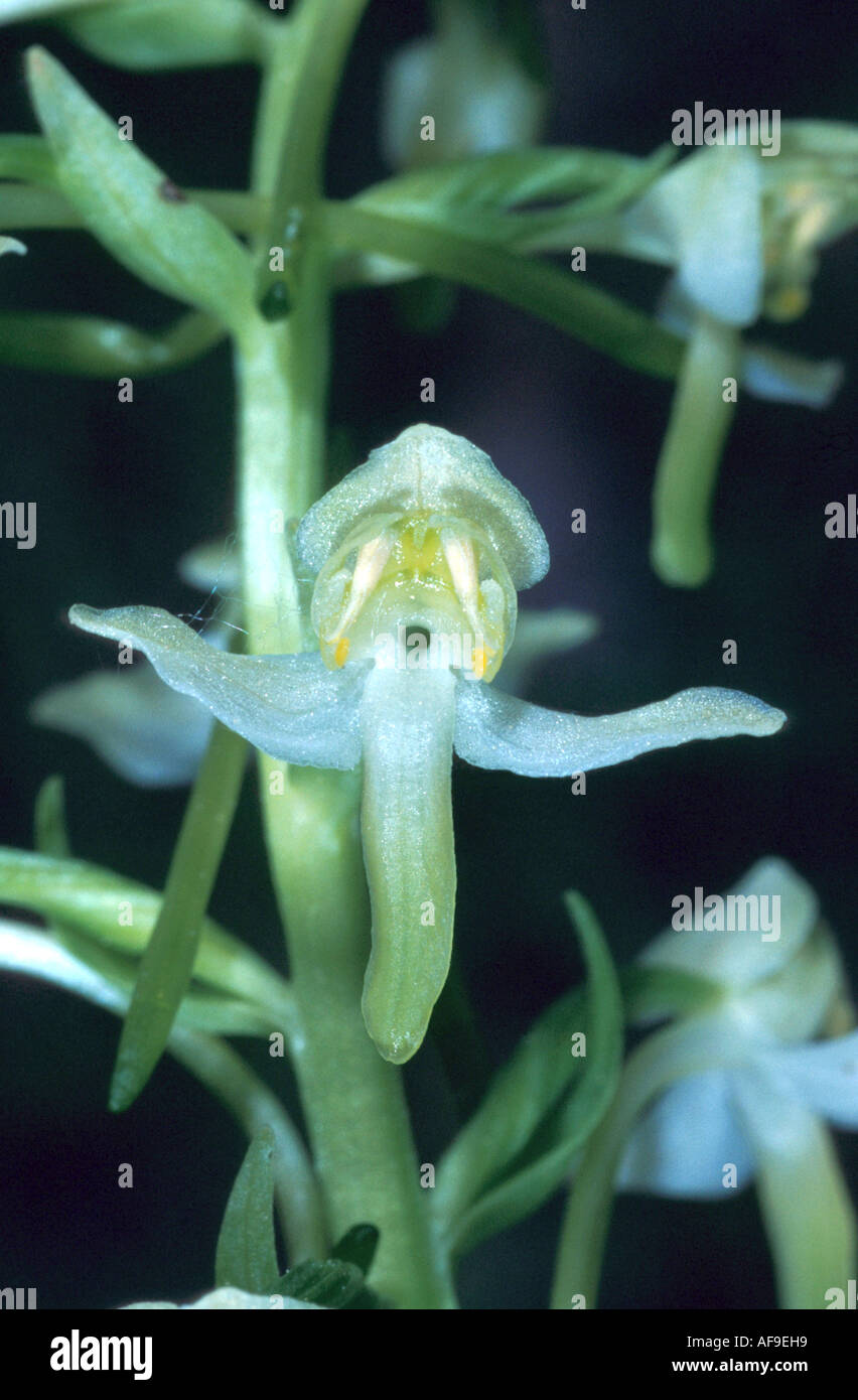 Platanthera chlorantha seed hi-res stock photography and images - Alamy