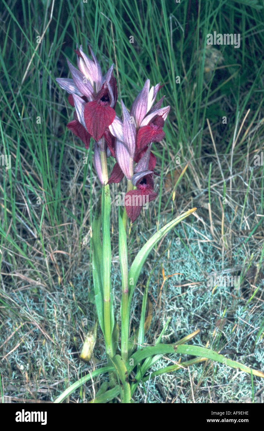 Lip shaped hi-res stock photography and images - Alamy