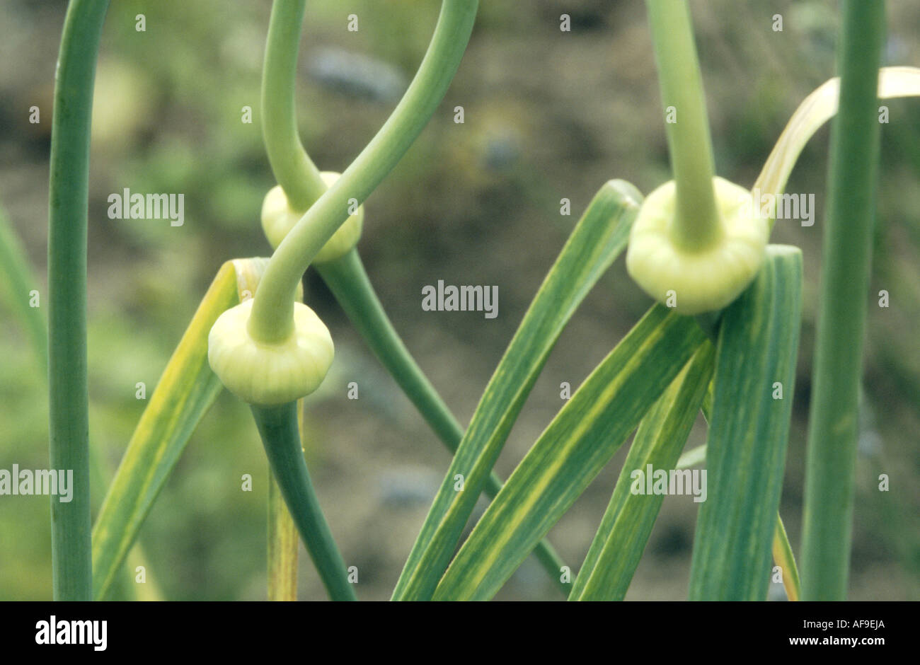 common garlic (Allium sativum), inflorescence in bud Stock Photo - Alamy