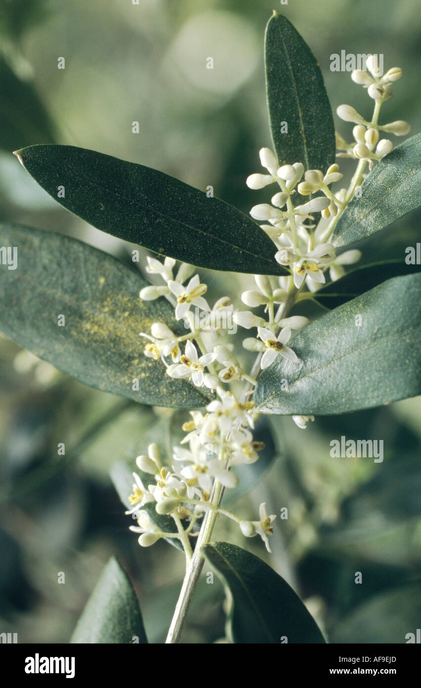 olive tree (Olea europaea ssp. sativa), flowers Stock Photo - Alamy