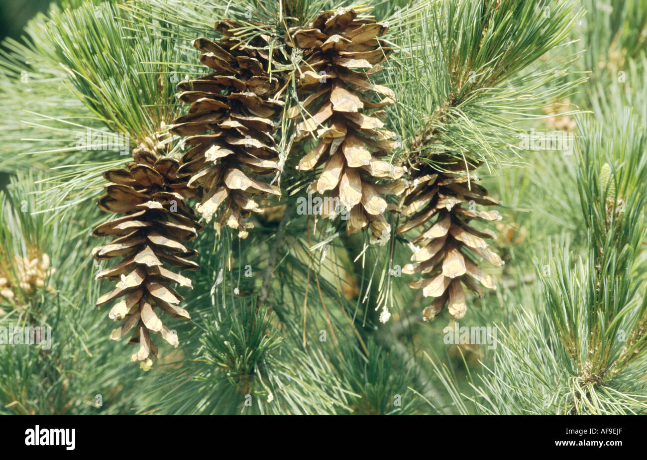 Pinus peuce hi-res stock photography and images - Alamy