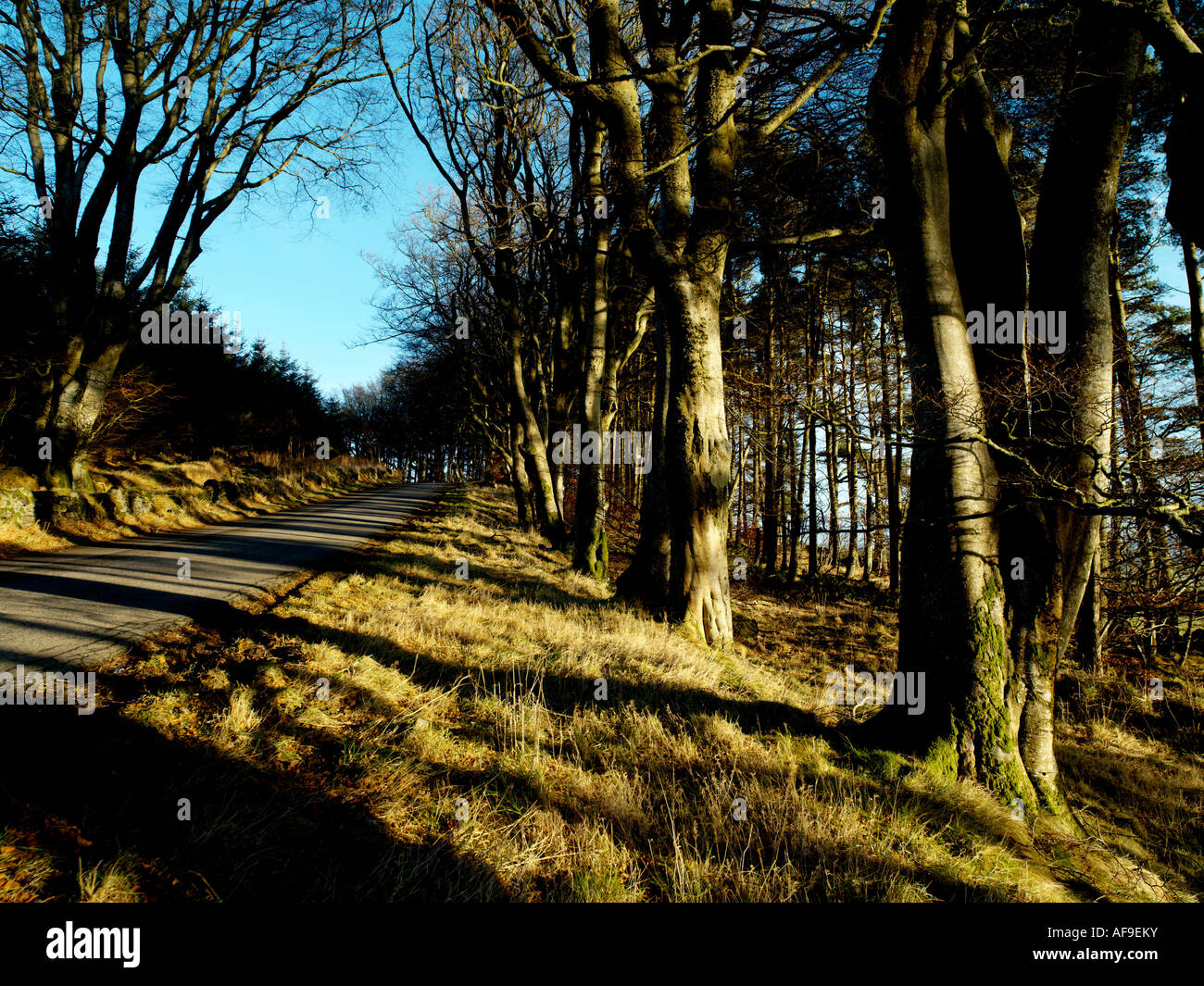 beech wood in winter light Stock Photo - Alamy