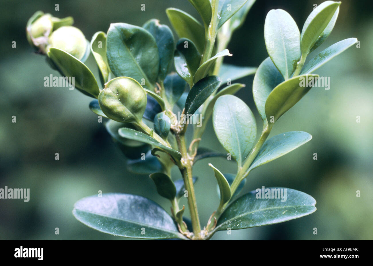 common box, boxwood (Buxus sempervirens), damage by boxwood psyllid ...